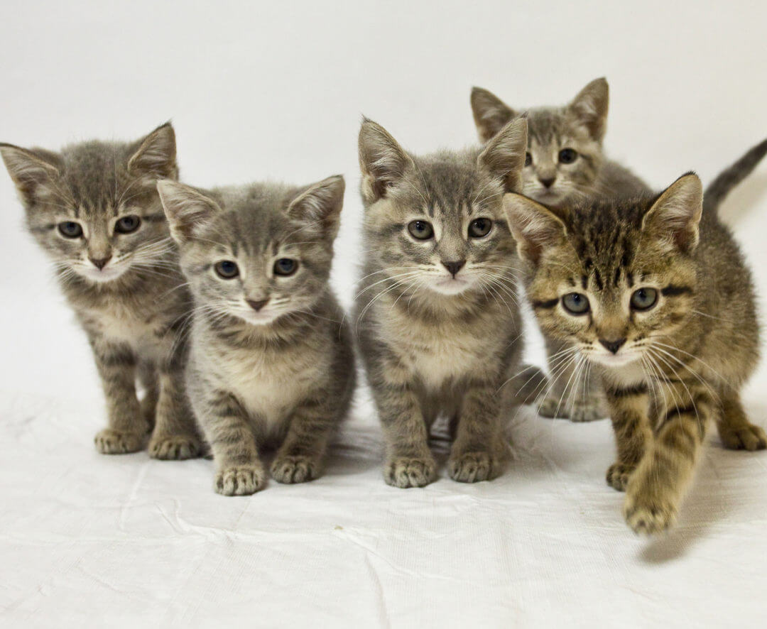 Pet Vaccination Guide - Michigan Humane