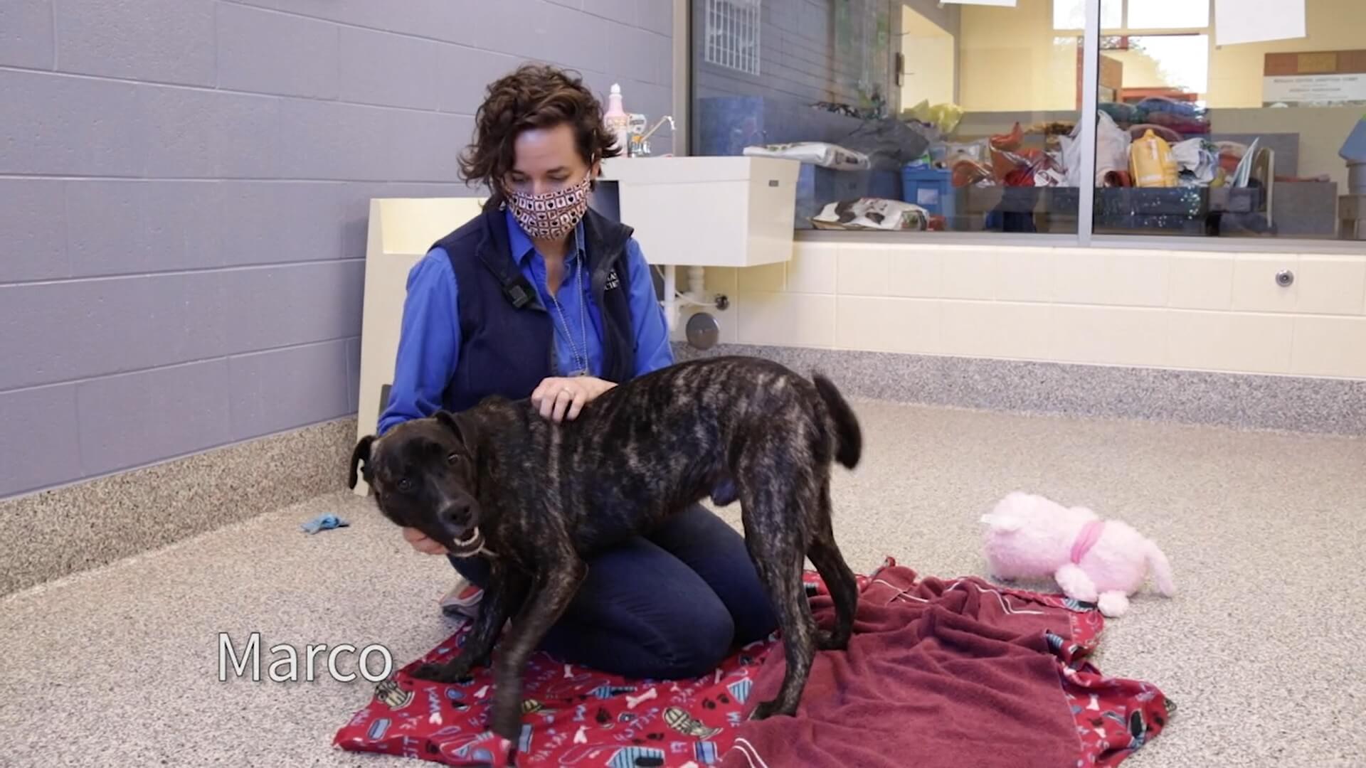 Virtual Adoption Floor for June 1, 2020 - Michigan Humane