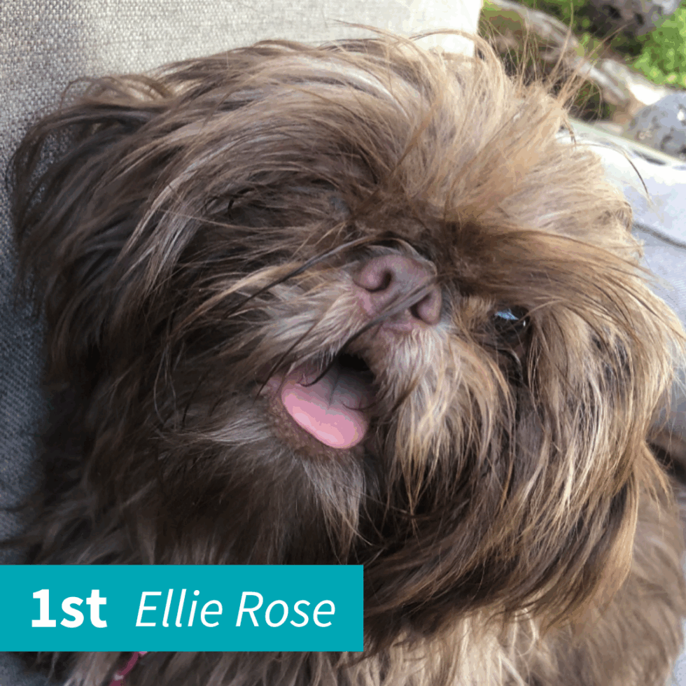 Ellie Rose Takes First Place in 2025 Pet Photo Contest - Michigan Humane